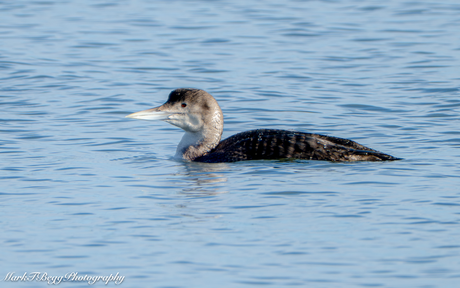 White-billed Diver by Mark Begg - BirdGuides