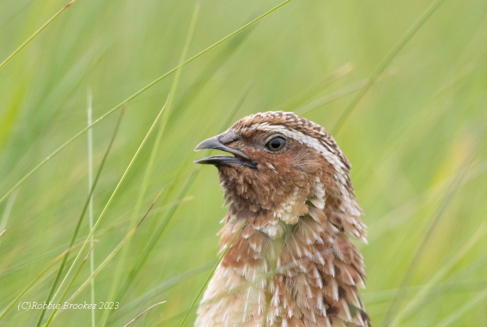 Common Quail by Robbie Brookes - BirdGuides