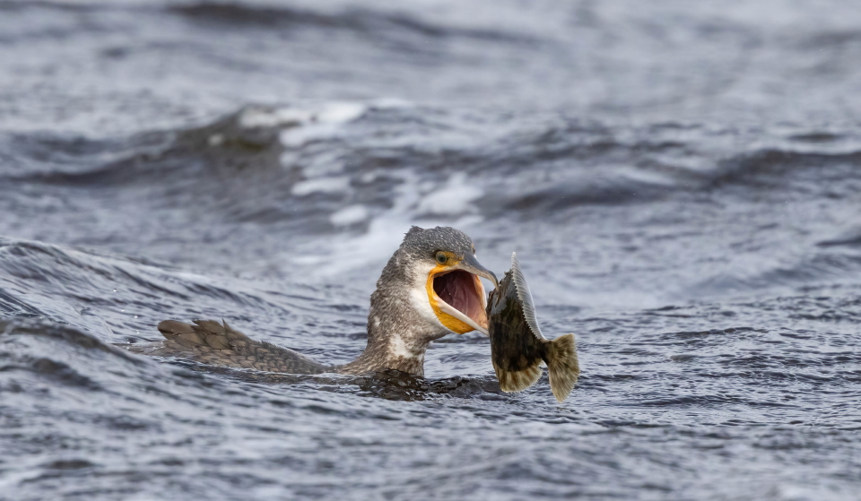 Great Cormorant by Robbie Brookes - BirdGuides