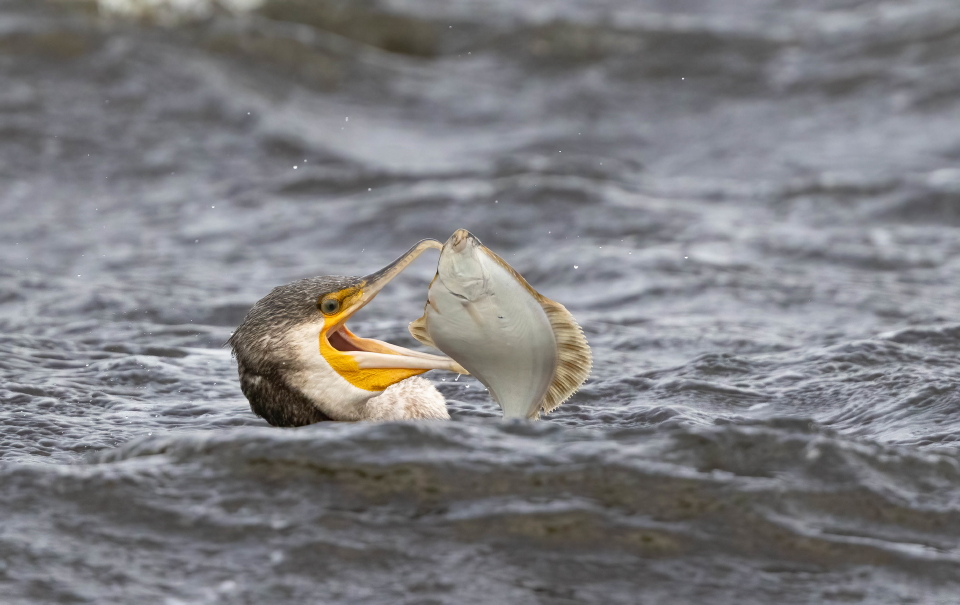 Great Cormorant by Robbie Brookes - BirdGuides