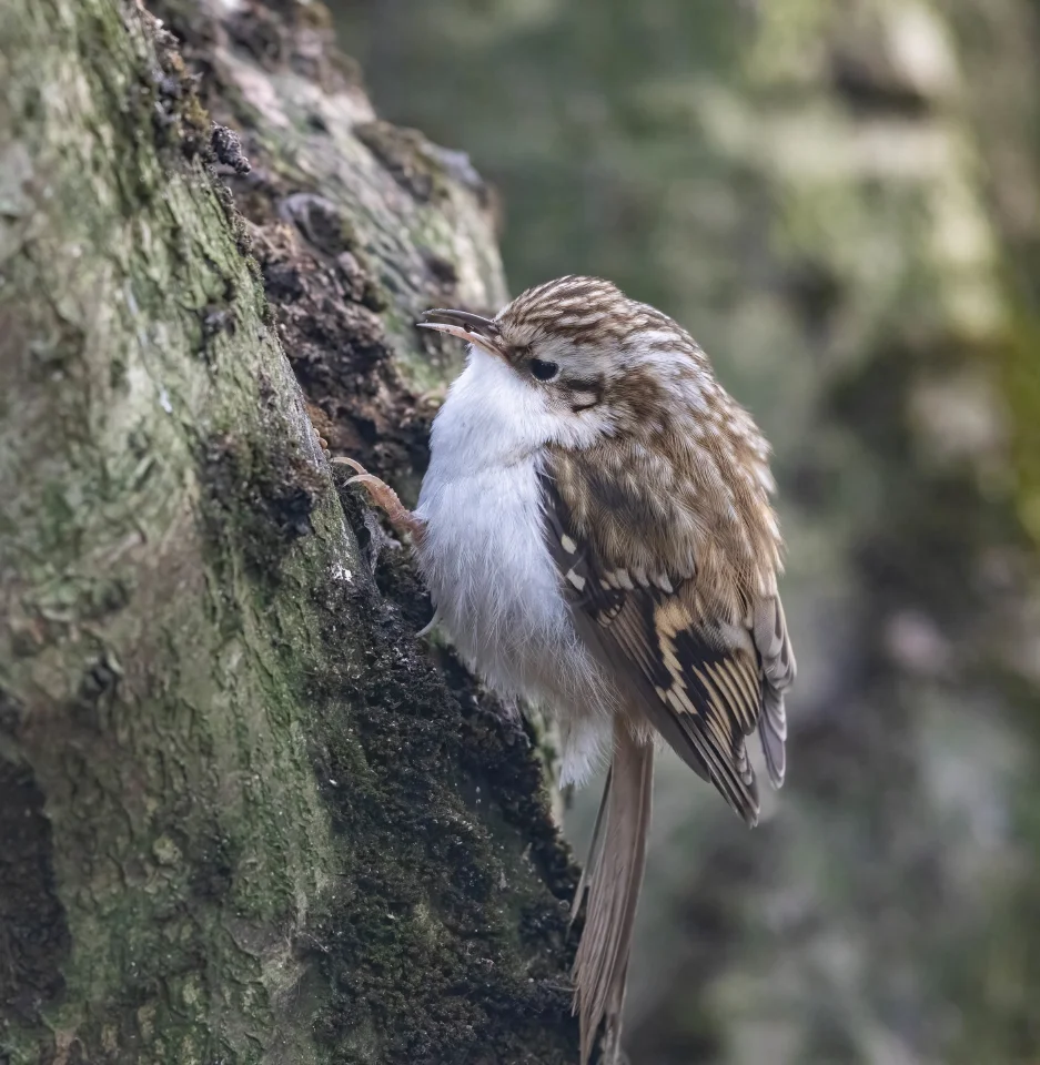 Details : Northern Treecreeper - BirdGuides