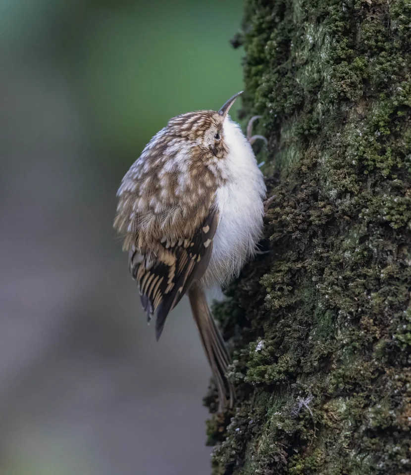 Details : Northern Treecreeper - BirdGuides