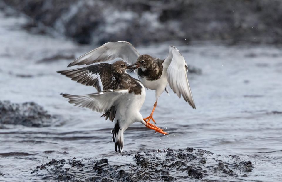 Ruddy Turnstone by Robbie Brookes - BirdGuides