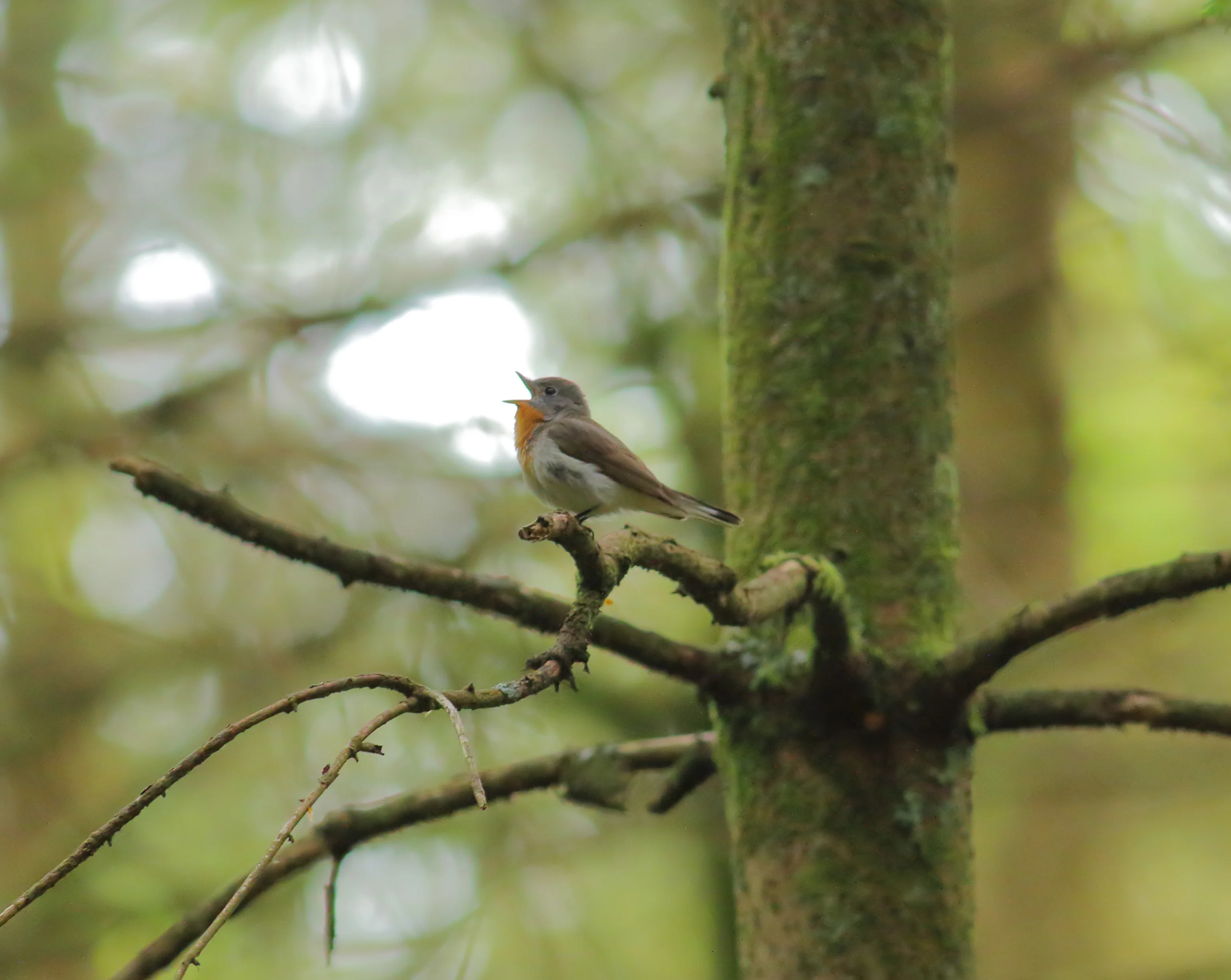 Sighting Report - BirdGuides