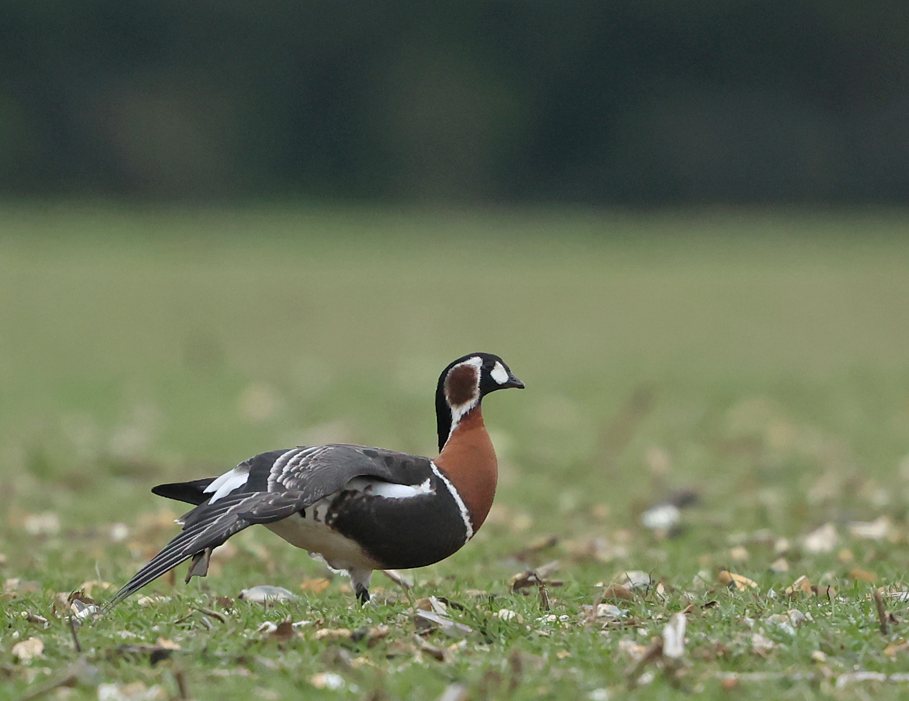 Red-breasted Goose by Mark Leitch - BirdGuides