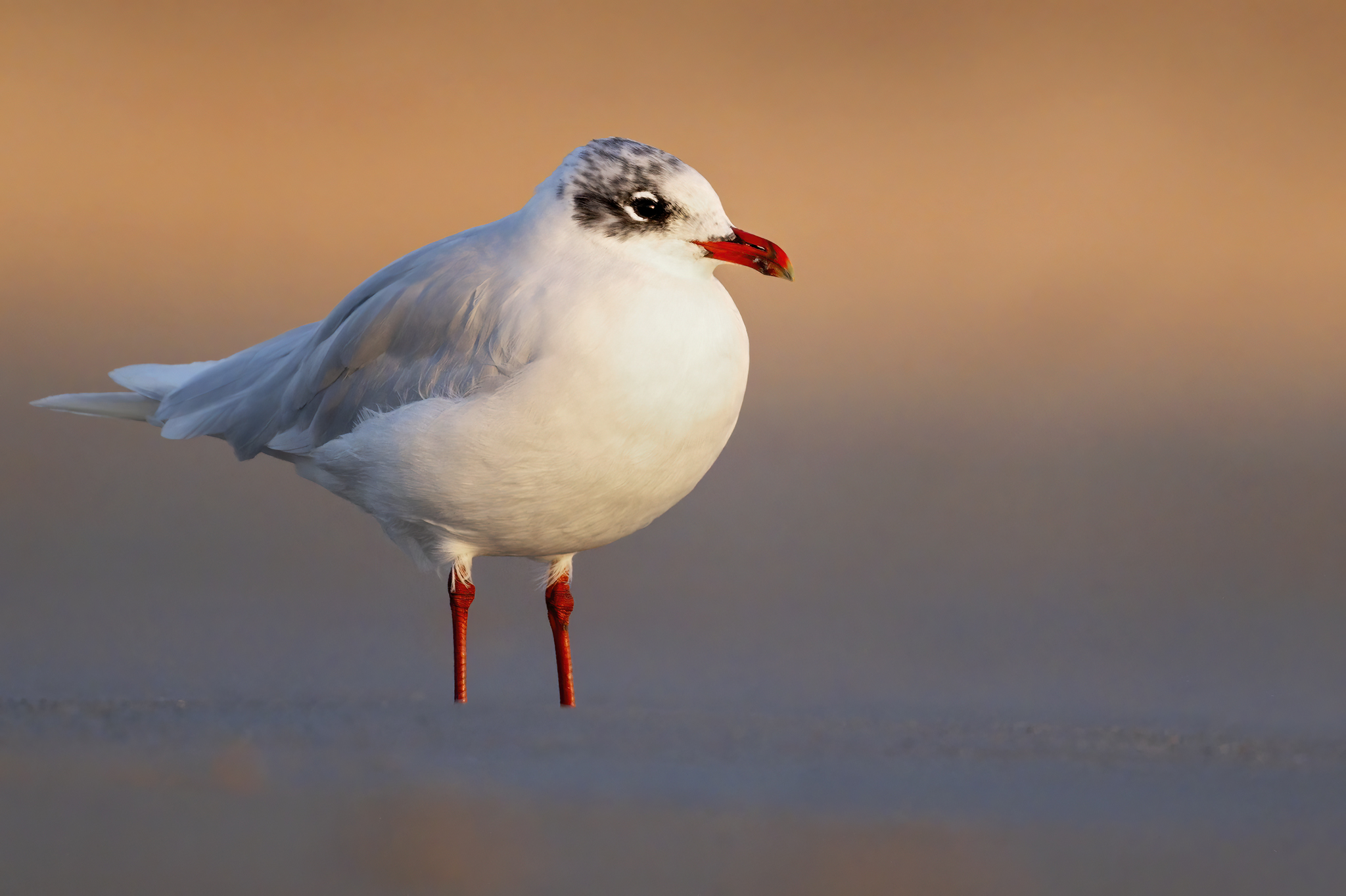 Movements of Polish Mediterranean Gulls revealed - BirdGuides