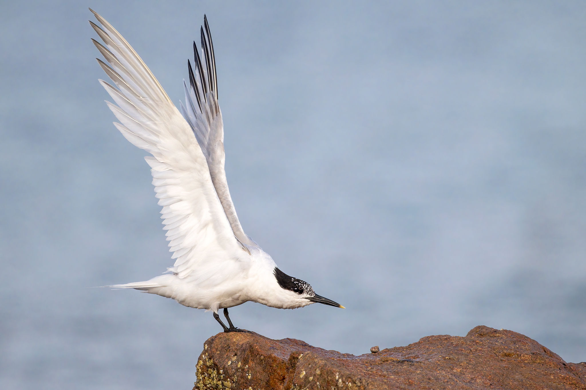 More than 1,100 Sandwich Tern chicks fledge at key Scottish reserve ...