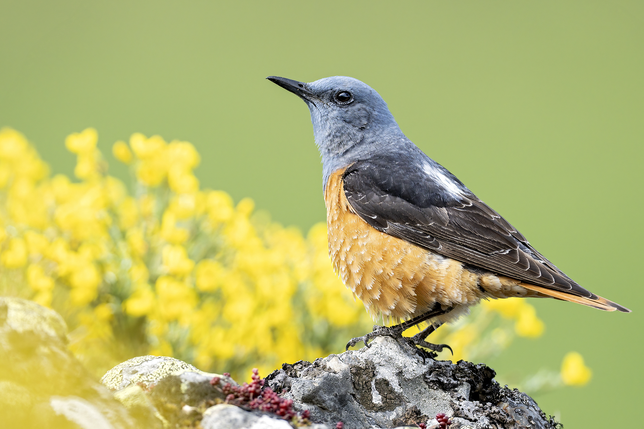 Common Rock Thrush by Romano Da Costa - BirdGuides