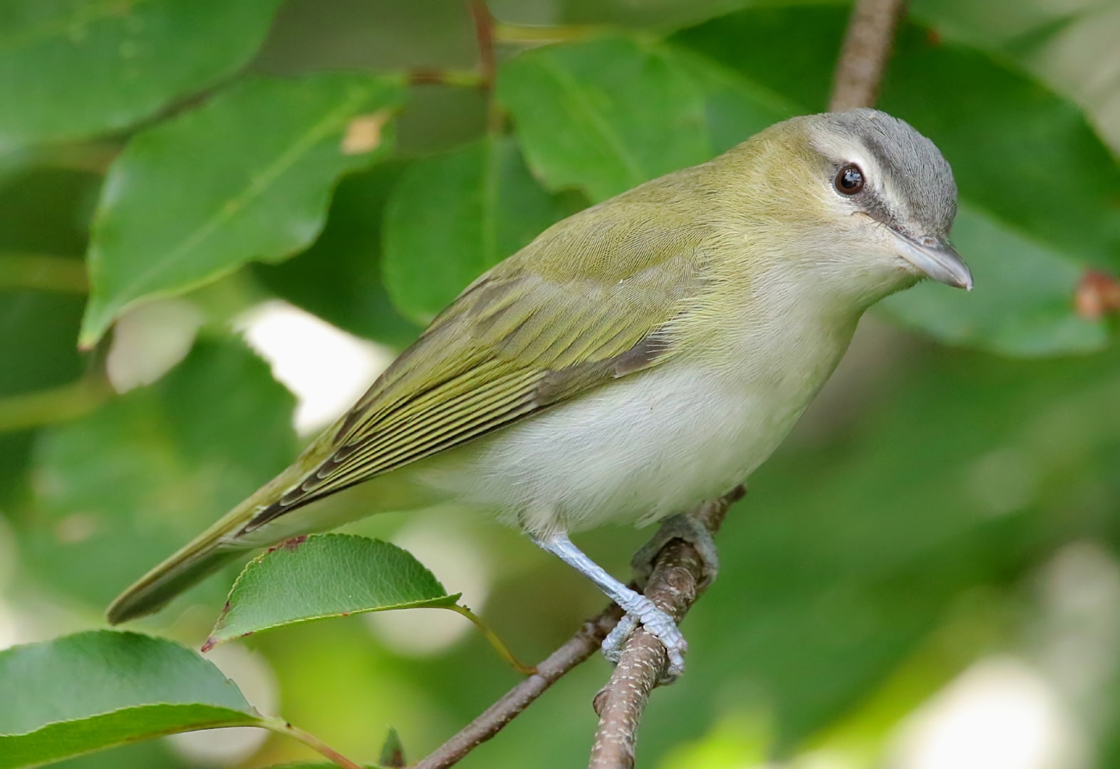 Red-eyed Vireo by Jaz - BirdGuides