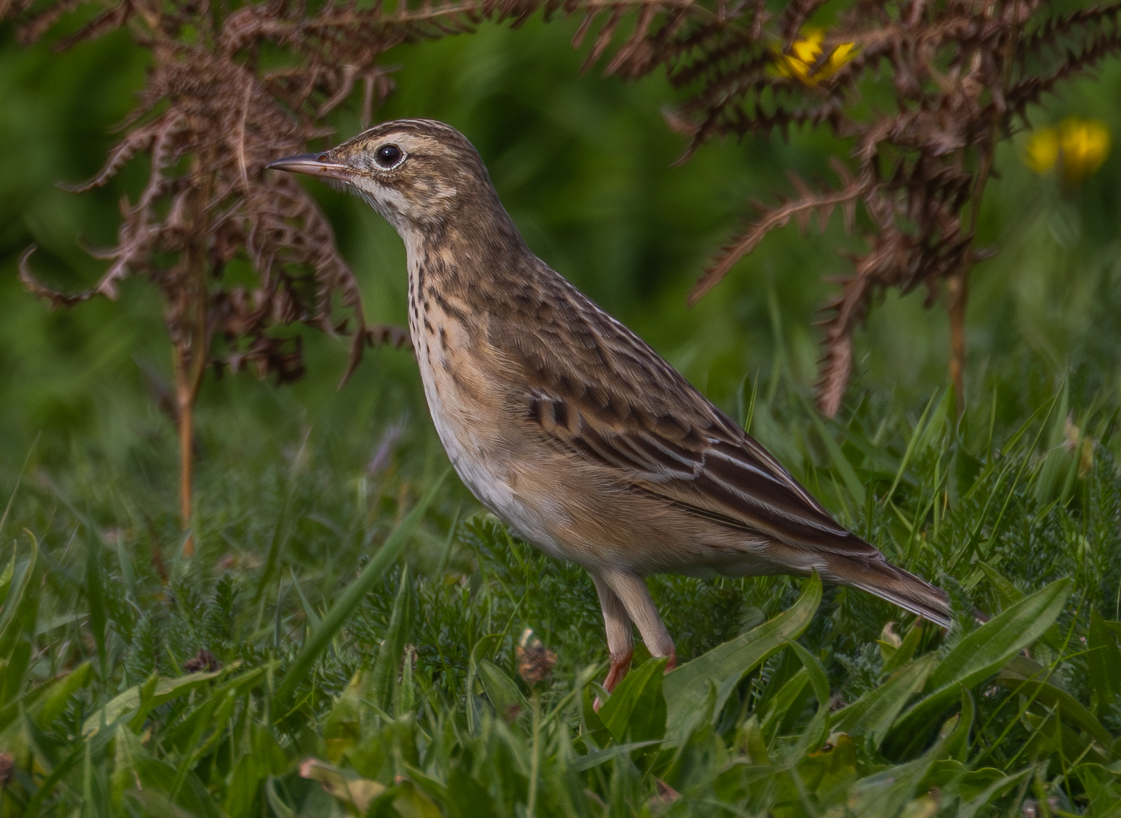 Richard's Pipit by Peter Garrity - BirdGuides