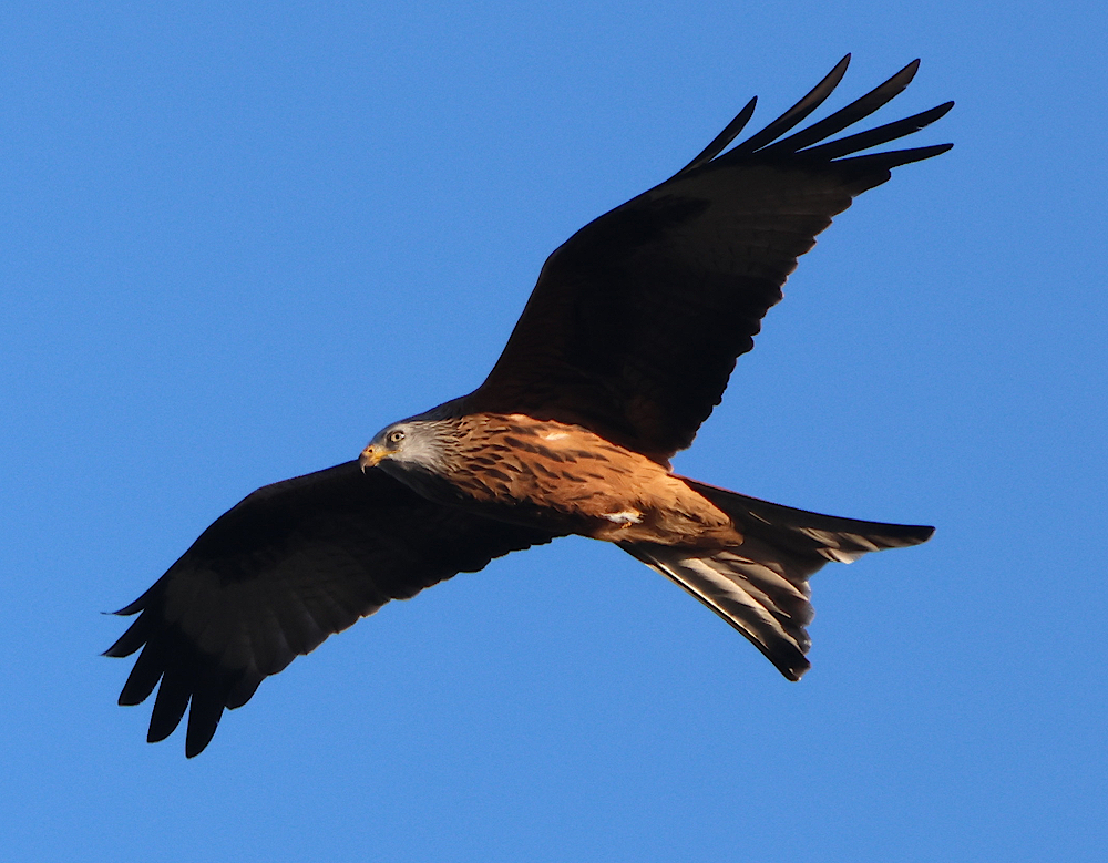Red Kite by David A Johnston - BirdGuides