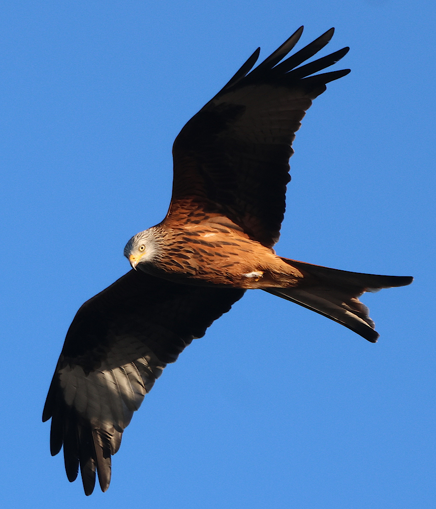 Red Kite by David A Johnston - BirdGuides
