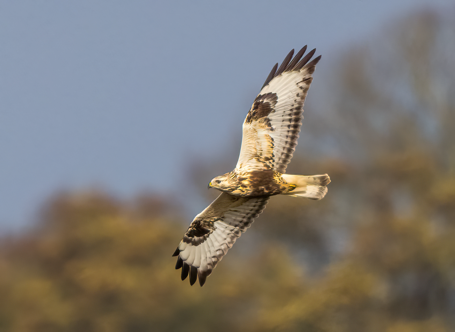 Rough-legged Buzzard by Peter Garrity - BirdGuides