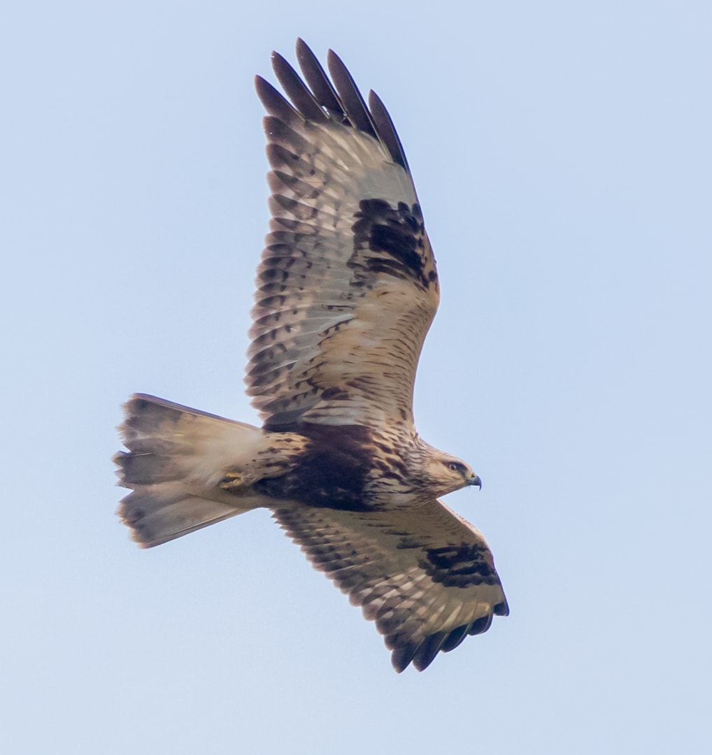 Rough-legged Buzzard by Peter Garrity - BirdGuides