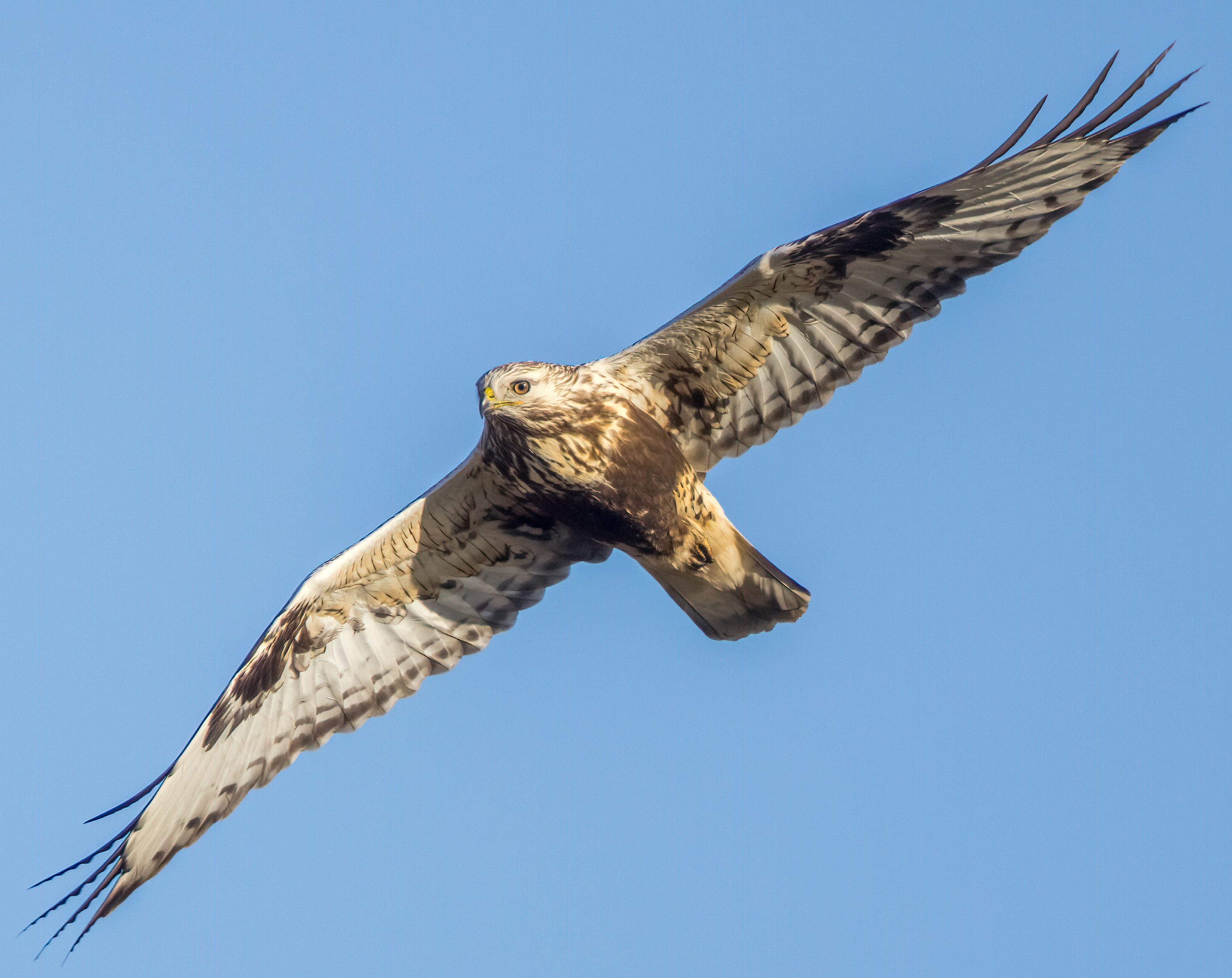 Rough-legged Buzzard by Peter Garrity - BirdGuides