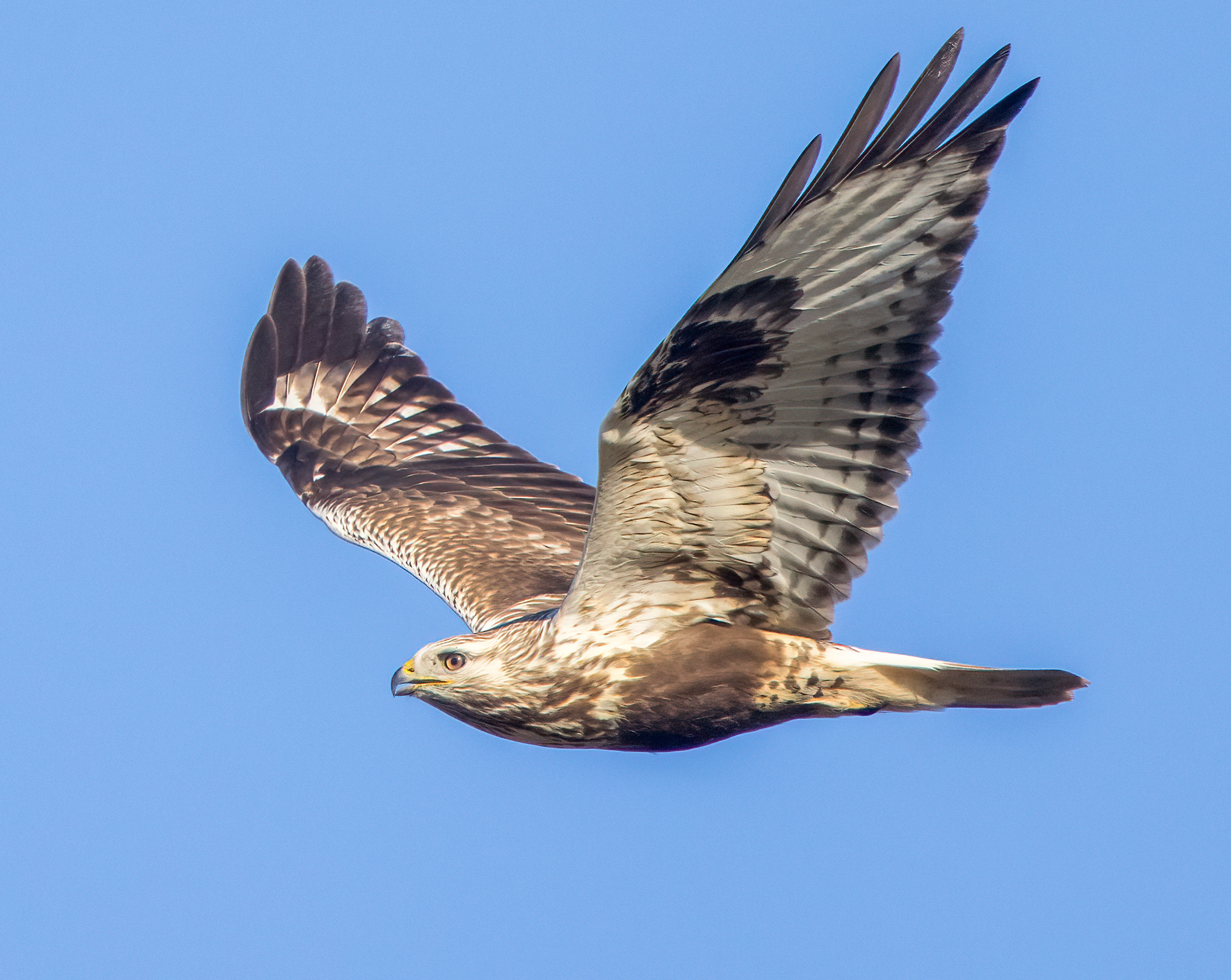 Rough-legged Buzzard by Peter Garrity - BirdGuides