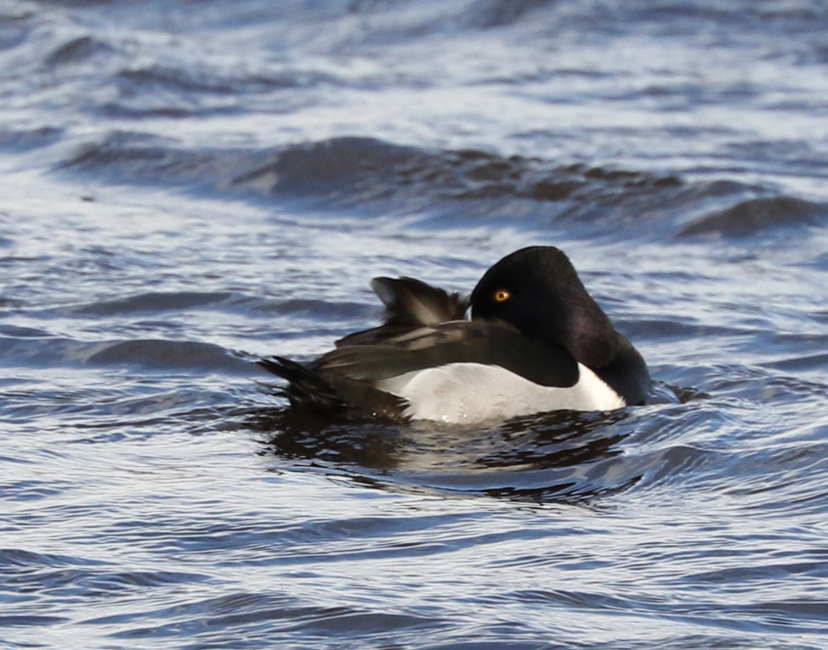 Ring-necked Duck by Robert Wemyss - BirdGuides
