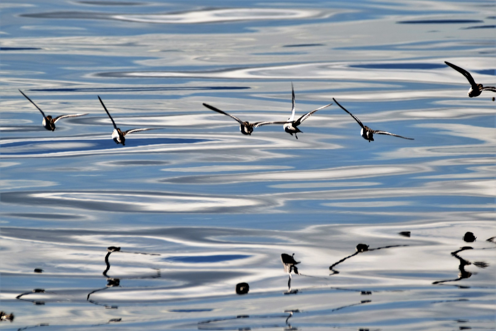Red-necked Phalarope by Bryn Parry - BirdGuides