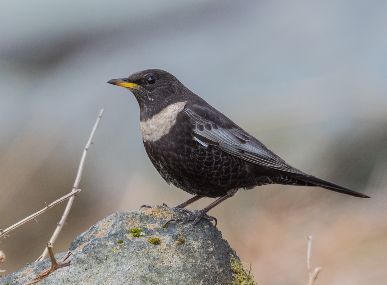 Ring Ouzel by Graeham Mounteney - BirdGuides