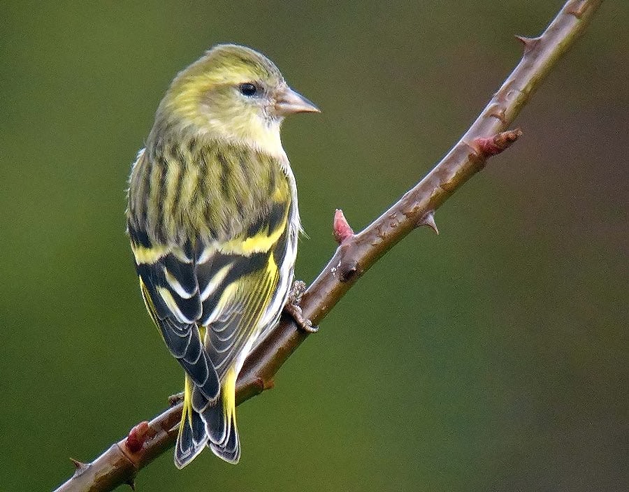 Eurasian Siskin by Barry Woodhouse - BirdGuides