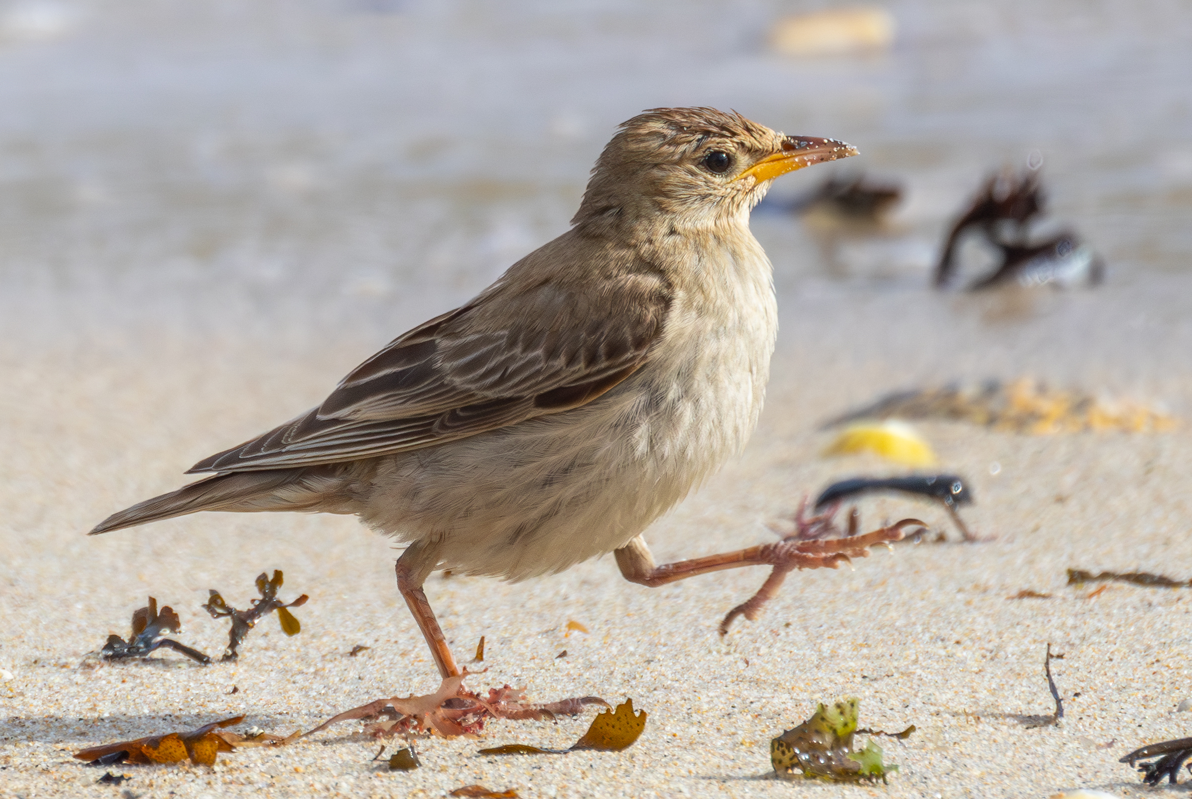 Rosy Starling by Peter Garrity - BirdGuides