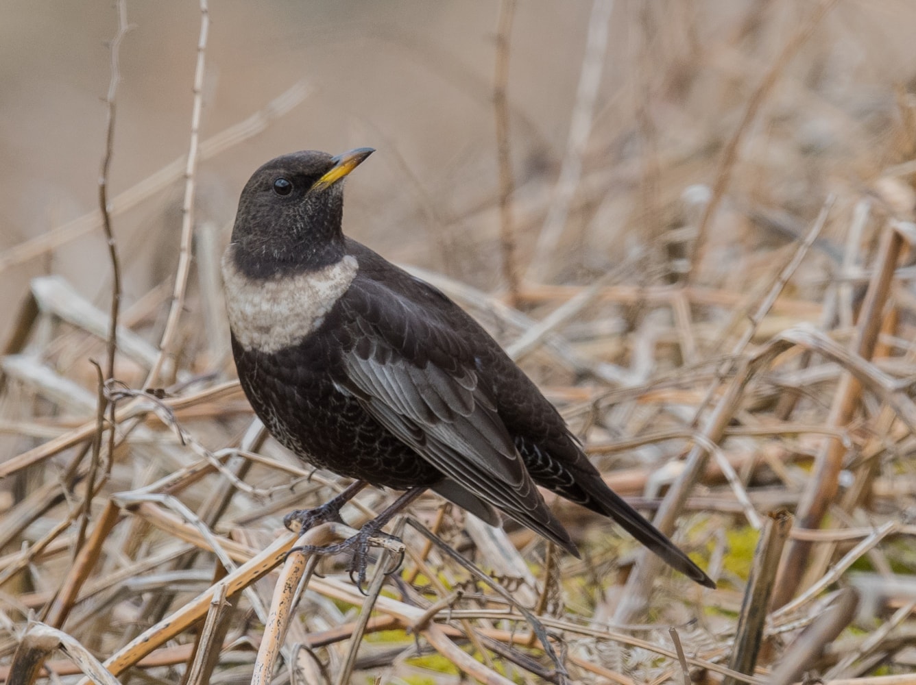 Ring Ouzel by Graeham Mounteney - BirdGuides