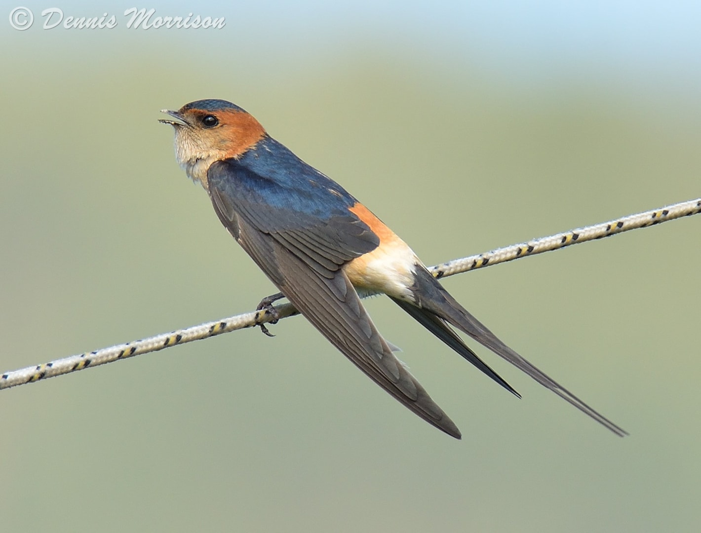 Red-rumped Swallow by Dennis Morrison - BirdGuides