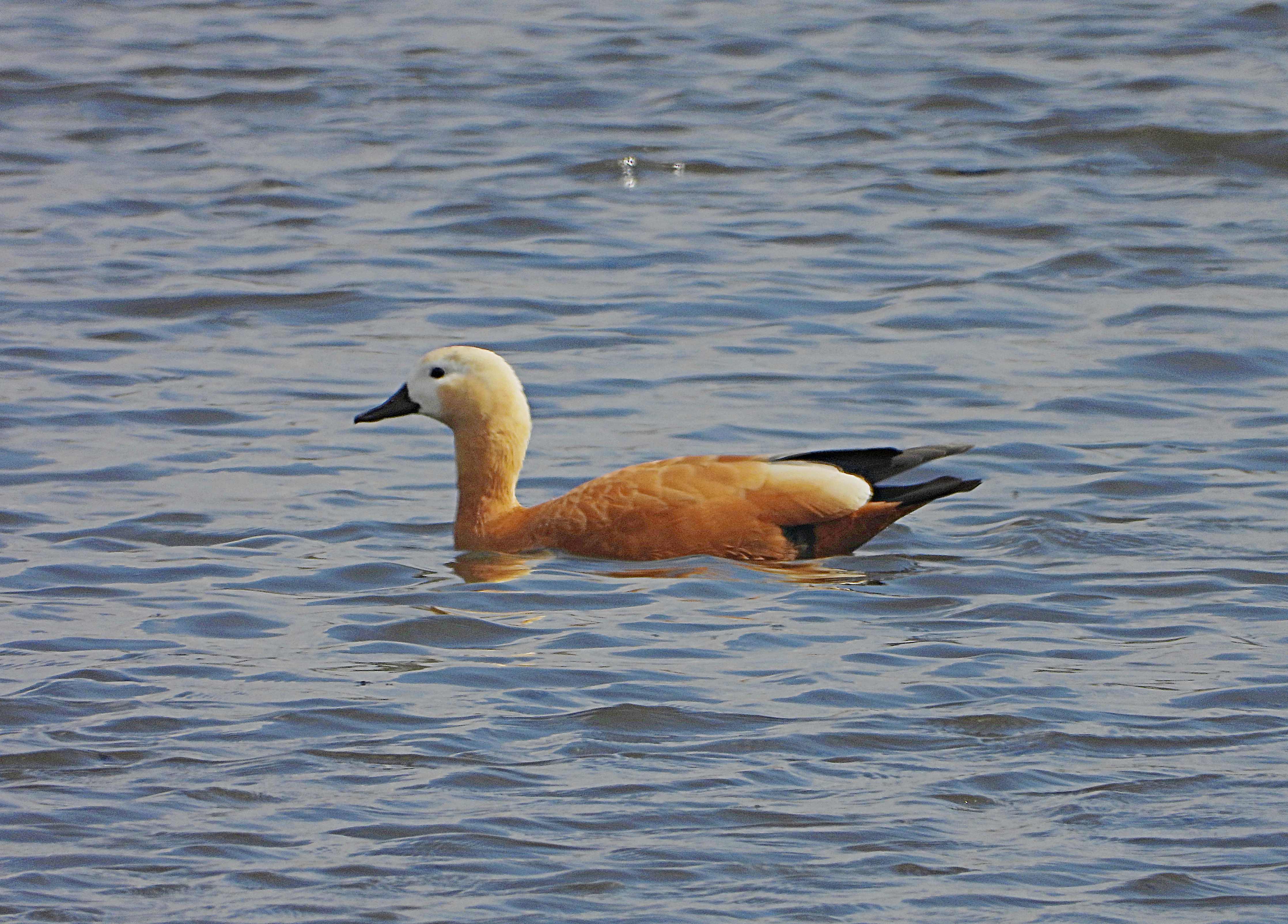 Ruddy Shelduck by Dave Ward - BirdGuides