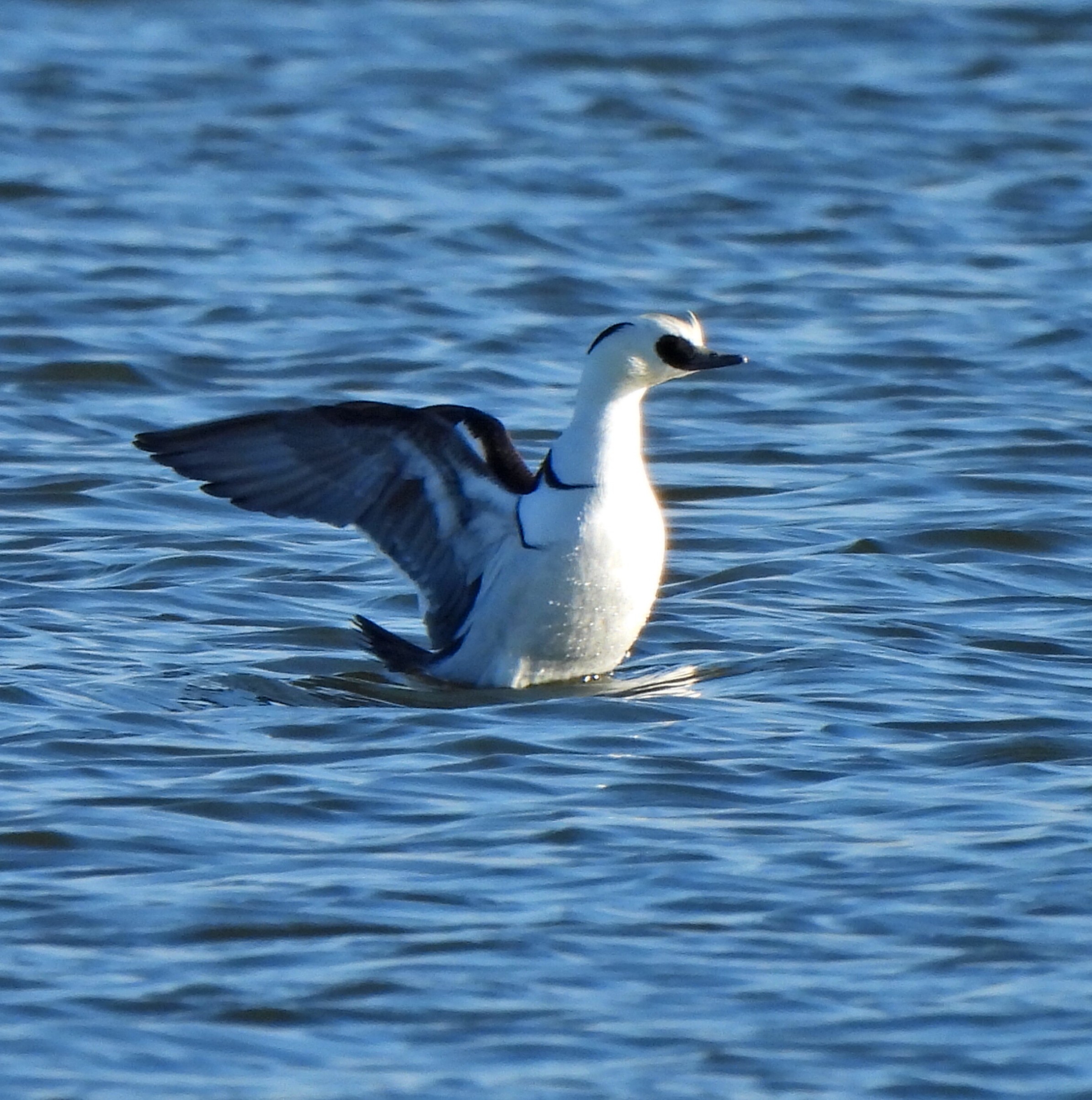 Smew by Tony Ramsden - BirdGuides