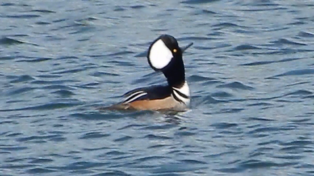 Hooded Merganser by Colin Galbraith - BirdGuides