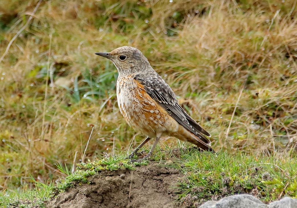 Common Rock Thrush by Jaz Hughes - BirdGuides