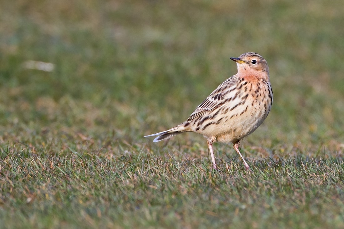 Red-throated Pipit by Gary Woodburn - BirdGuides