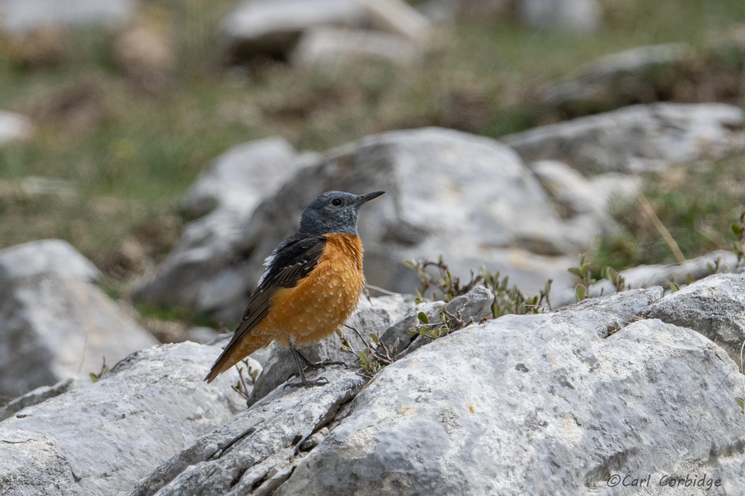 Details : Common Rock Thrush - BirdGuides