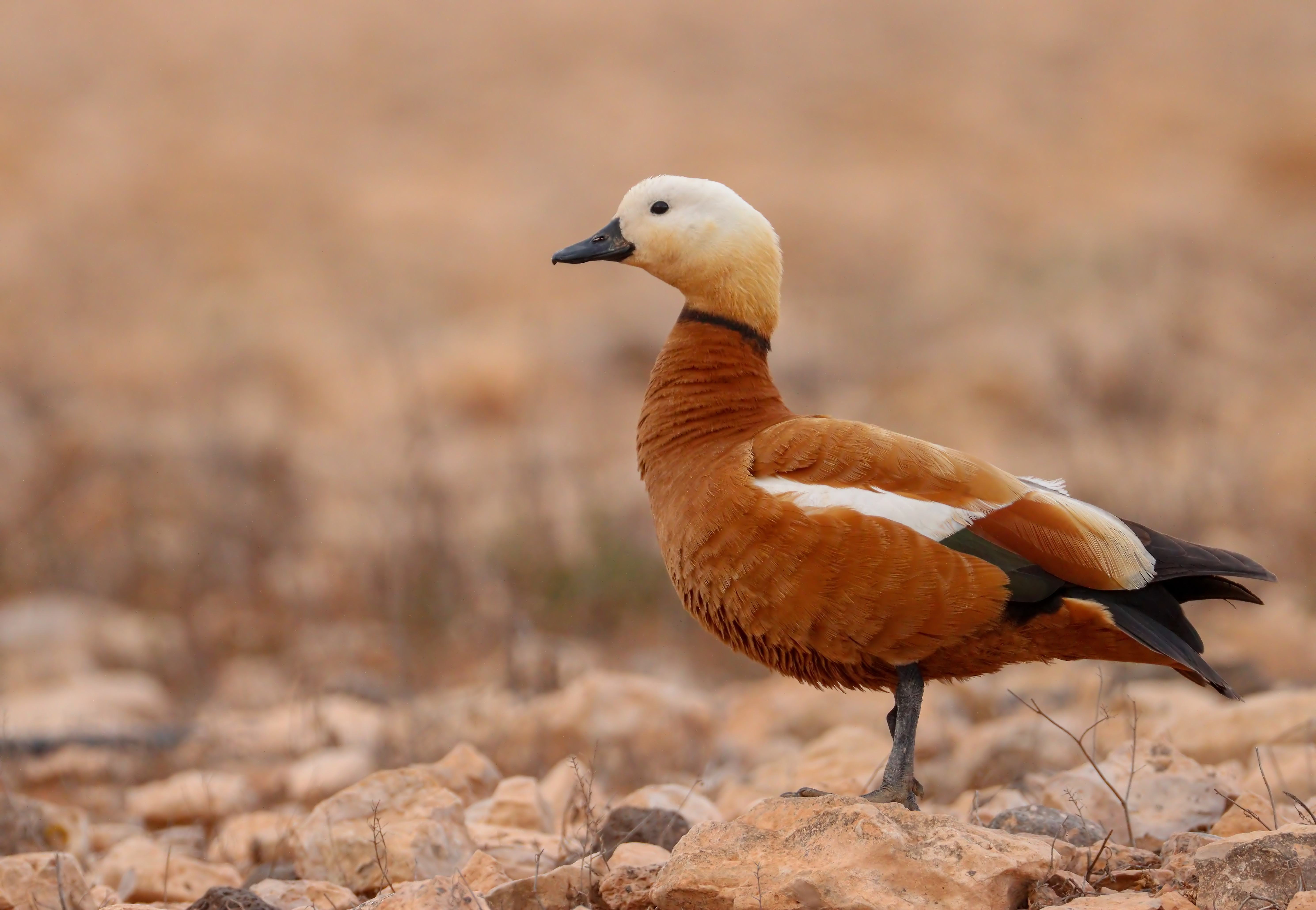 Details : Ruddy Shelduck - BirdGuides