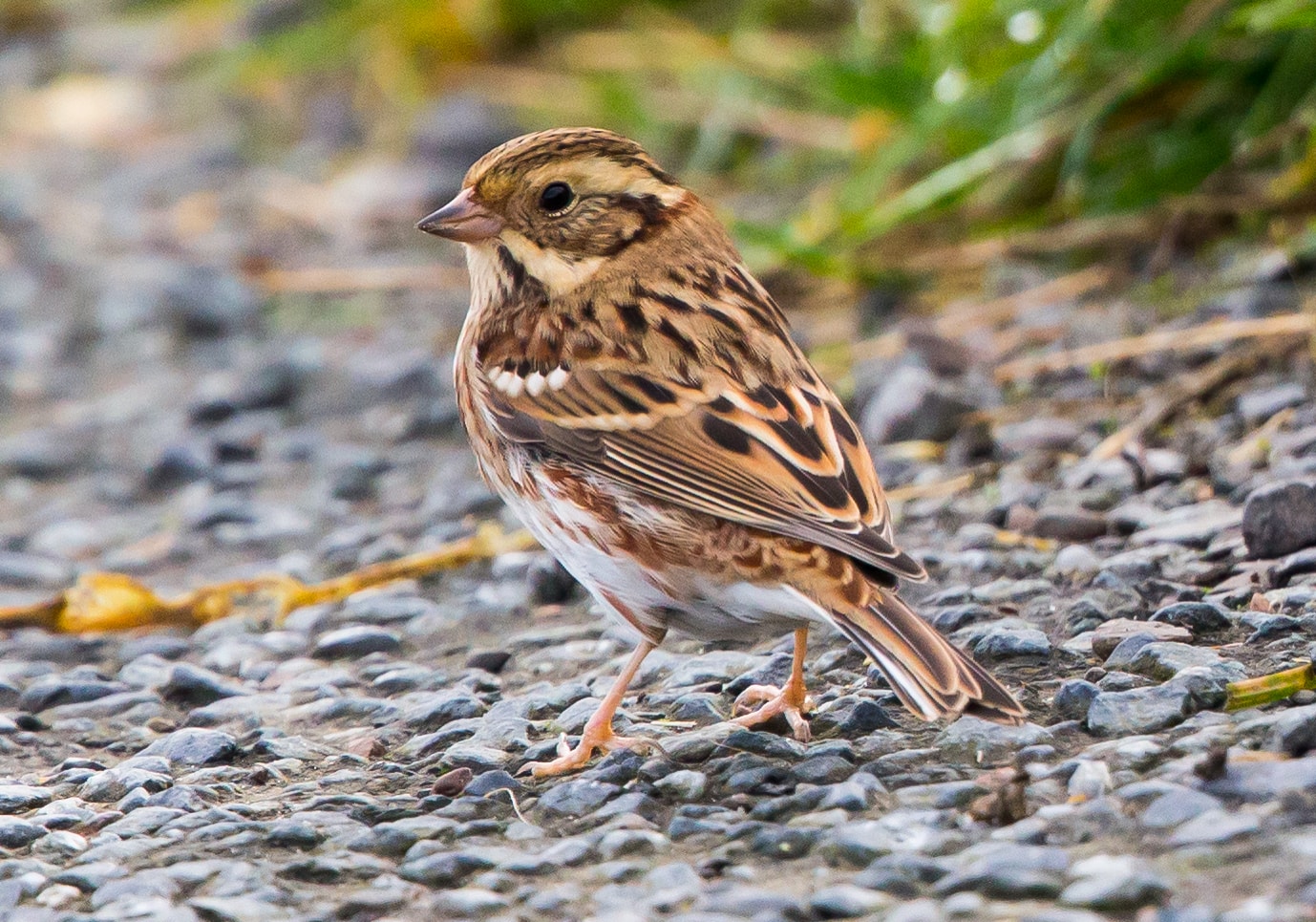Rustic Bunting by Peter Garrity - BirdGuides