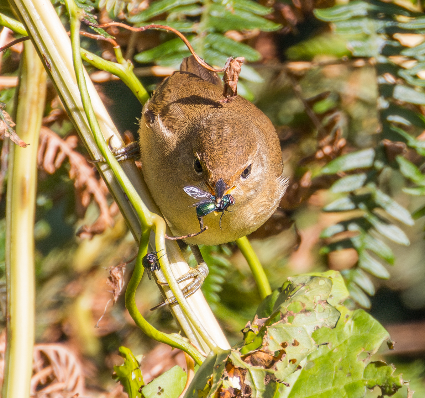 Reed Warbler by Peter Garrity - BirdGuides
