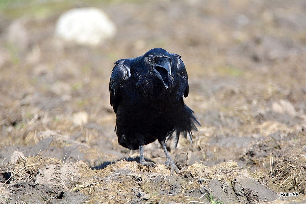 Raven found poisoned in North Wales - BirdGuides