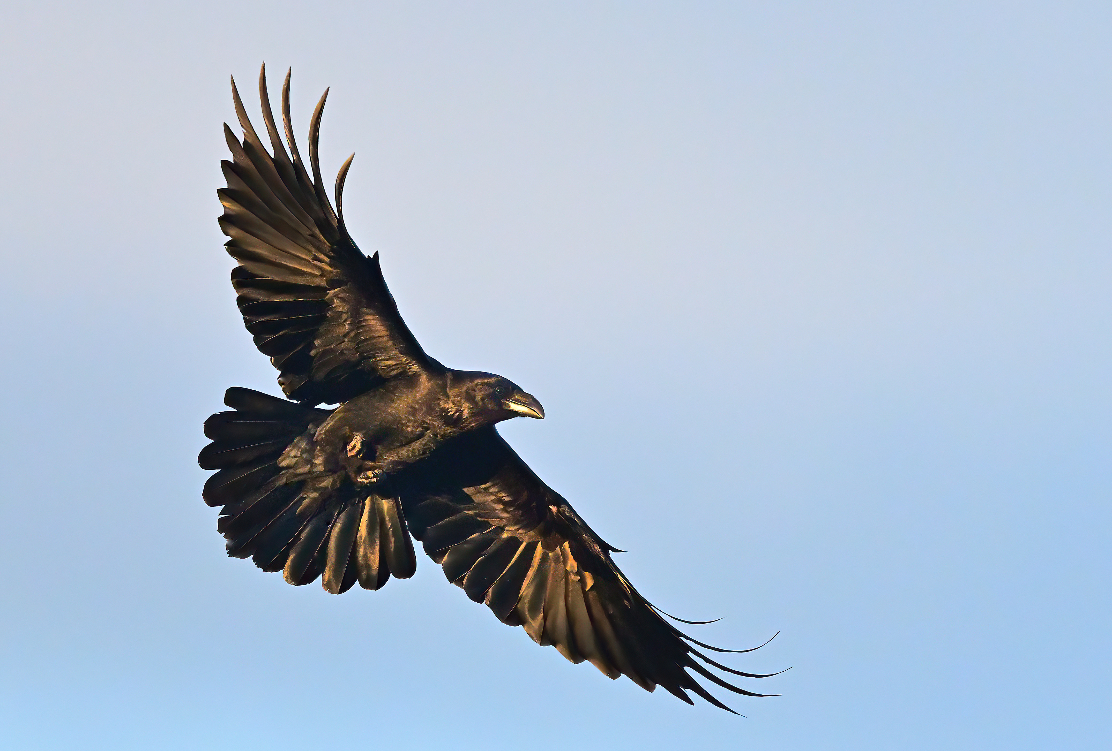 Concerns raised over new plans to cull Ravens in Orkney - BirdGuides