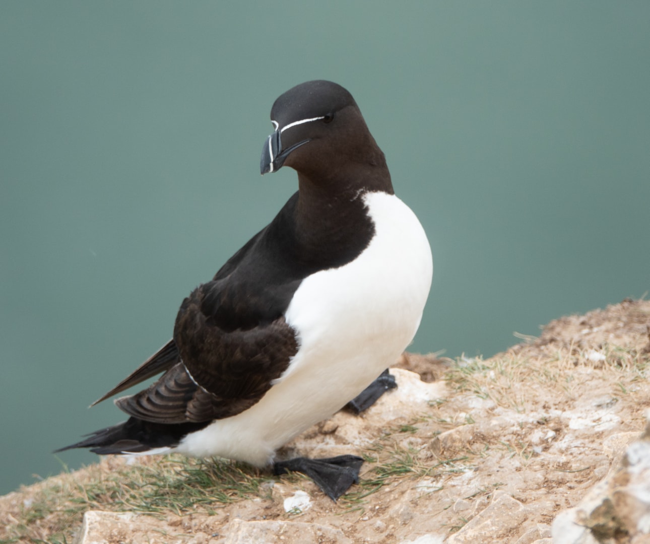 Razorbill by Andy Hall - BirdGuides