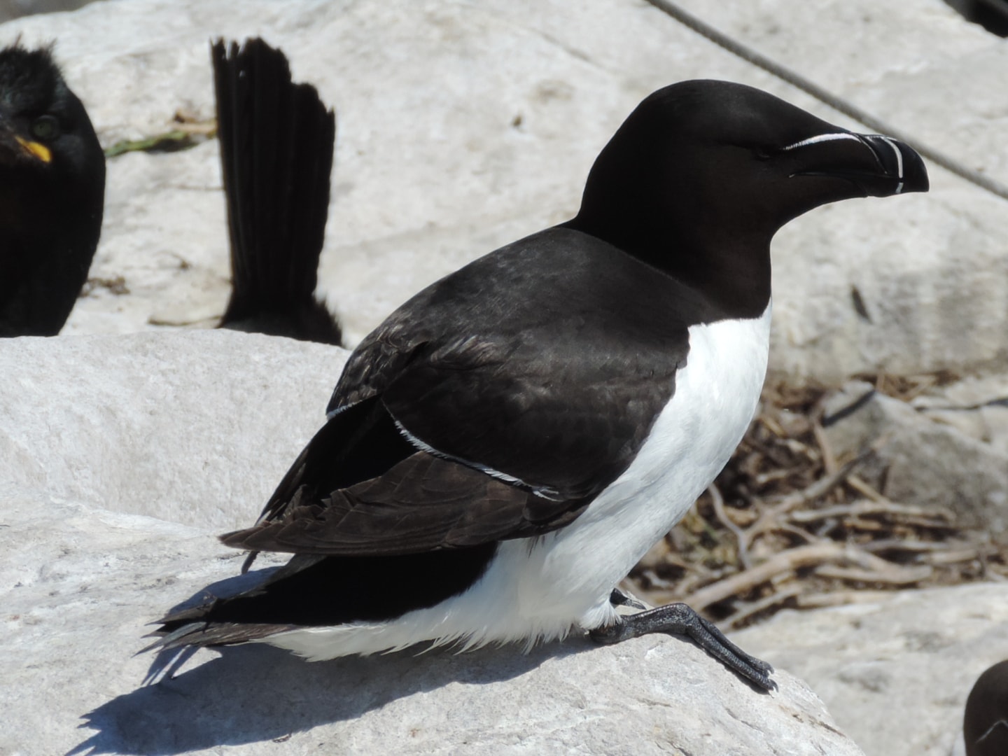 Razorbill by Michael Lawrence - BirdGuides