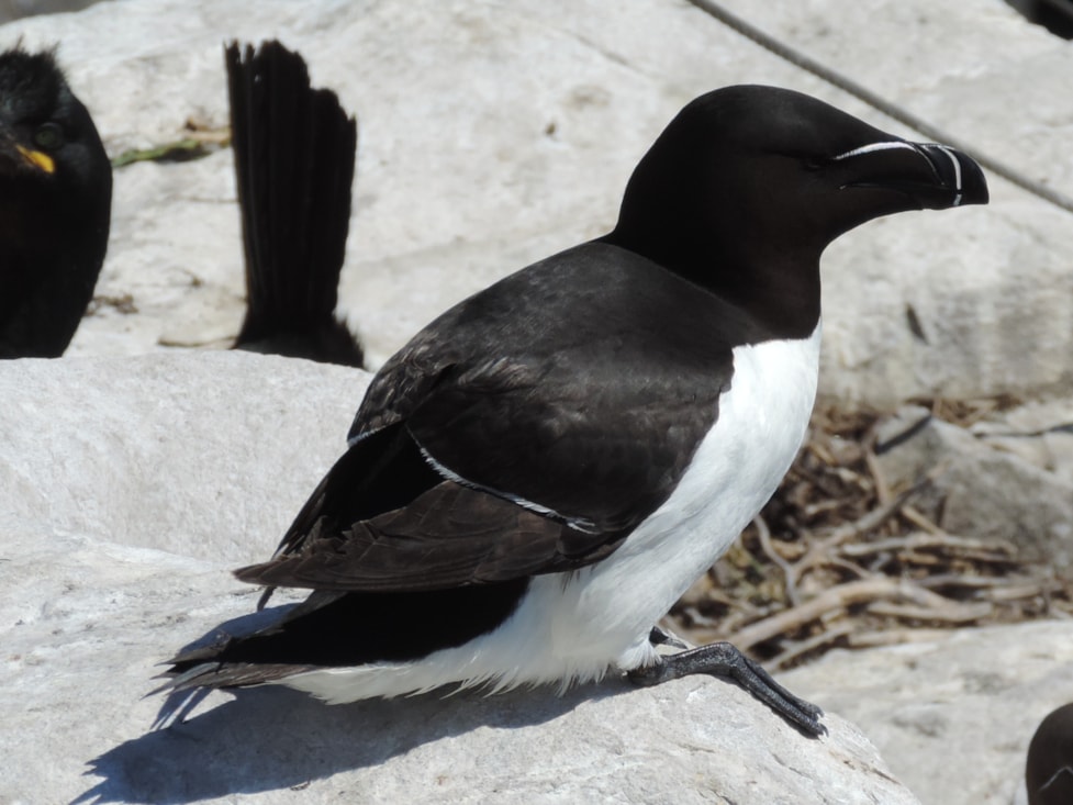 Razorbill by Michael Lawrence - BirdGuides
