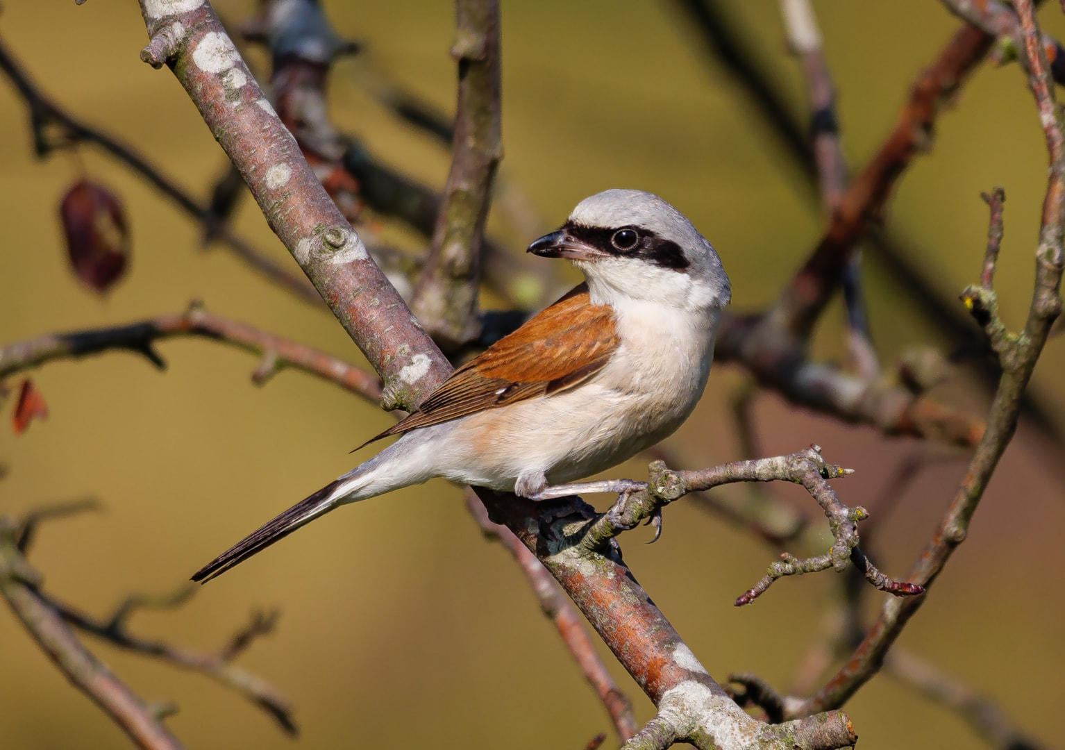 Red-backed Shrike by George Ewart - BirdGuides