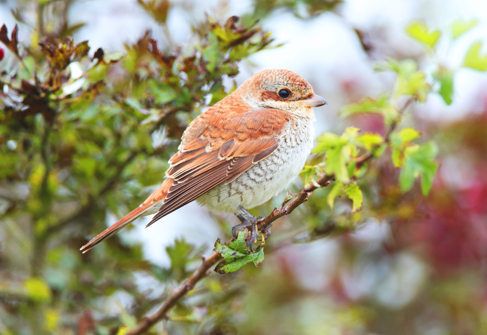 Red-backed Shrike by Mike Trew - BirdGuides