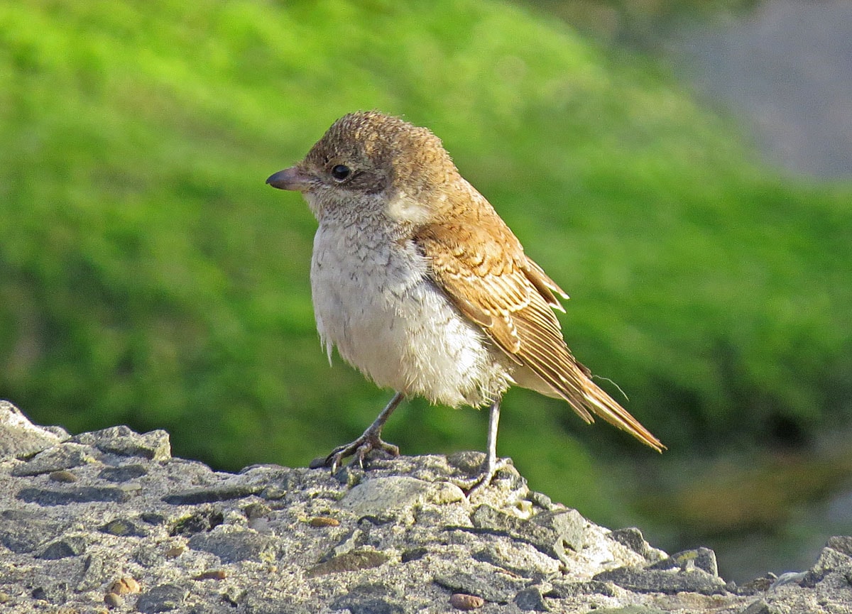 Red-backed Shrike by Gary Smith - BirdGuides