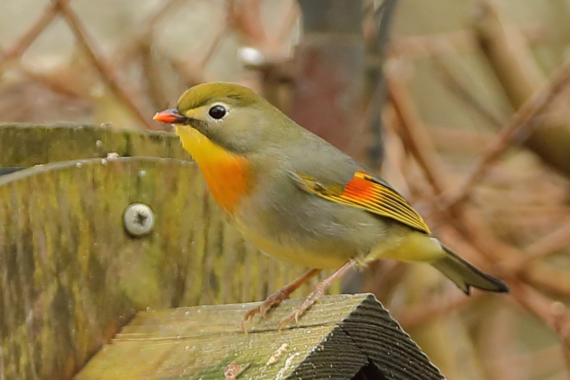 Red-billed Leiothrix by Mike Trew - BirdGuides