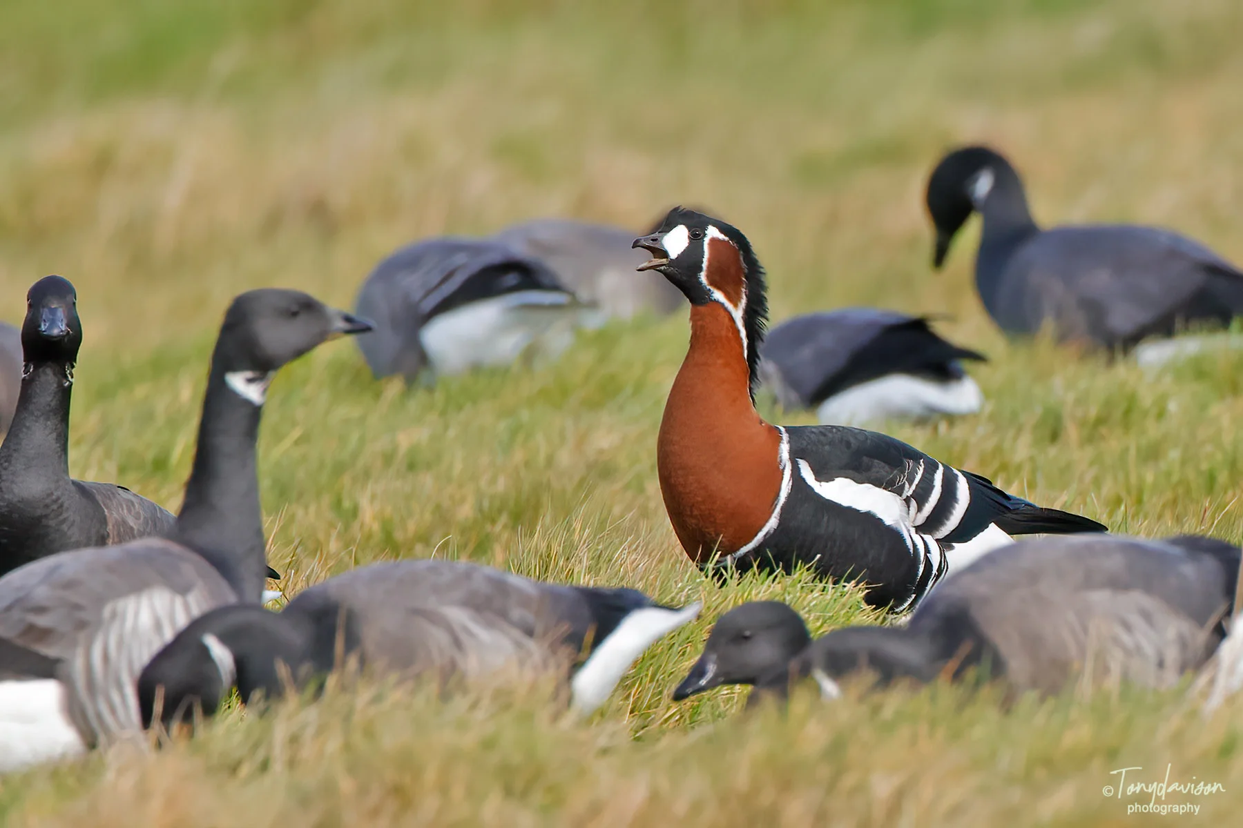 Details : Red-breasted Goose - BirdGuides
