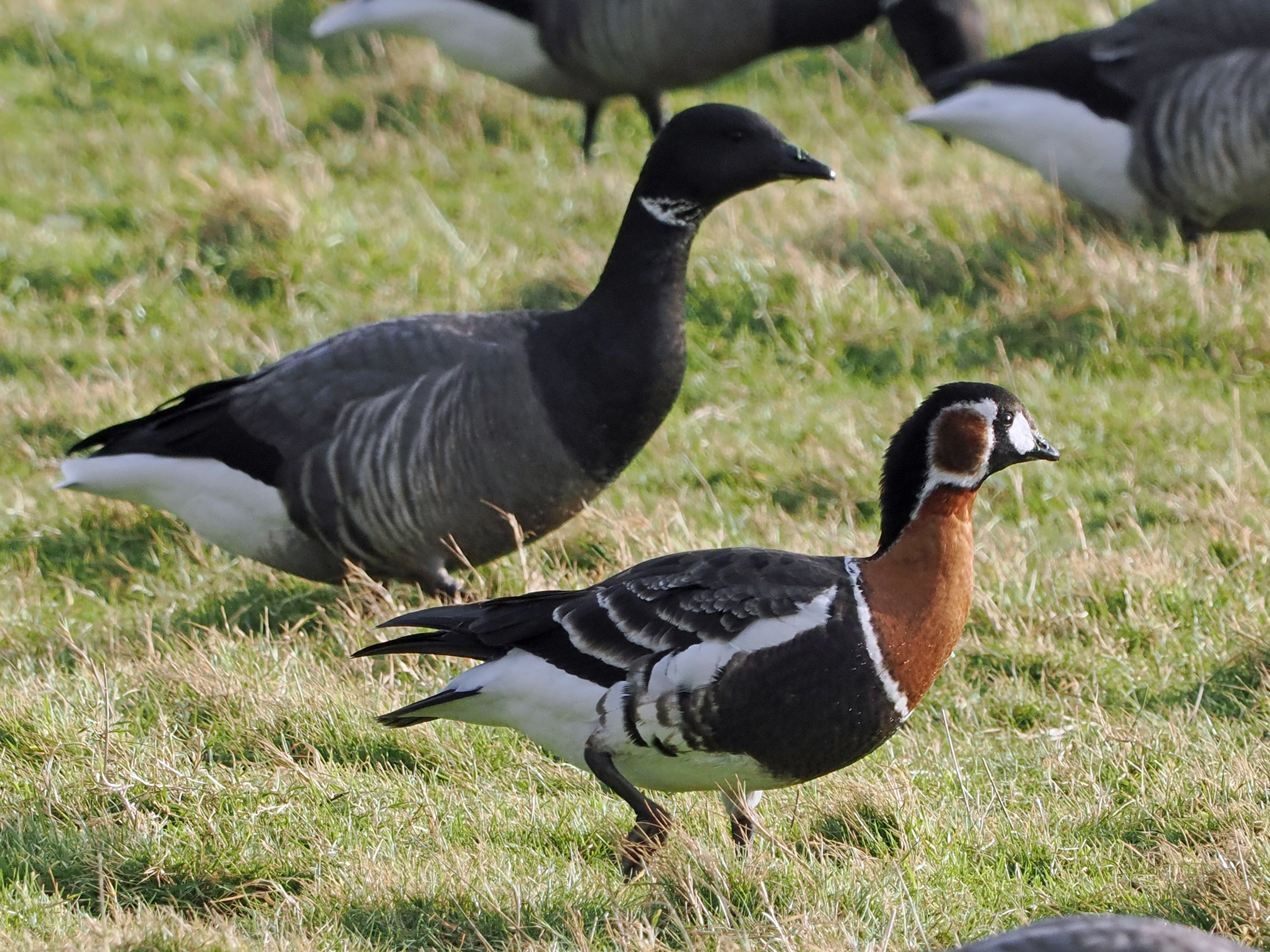 Red-breasted Goose by Tony Knight - BirdGuides