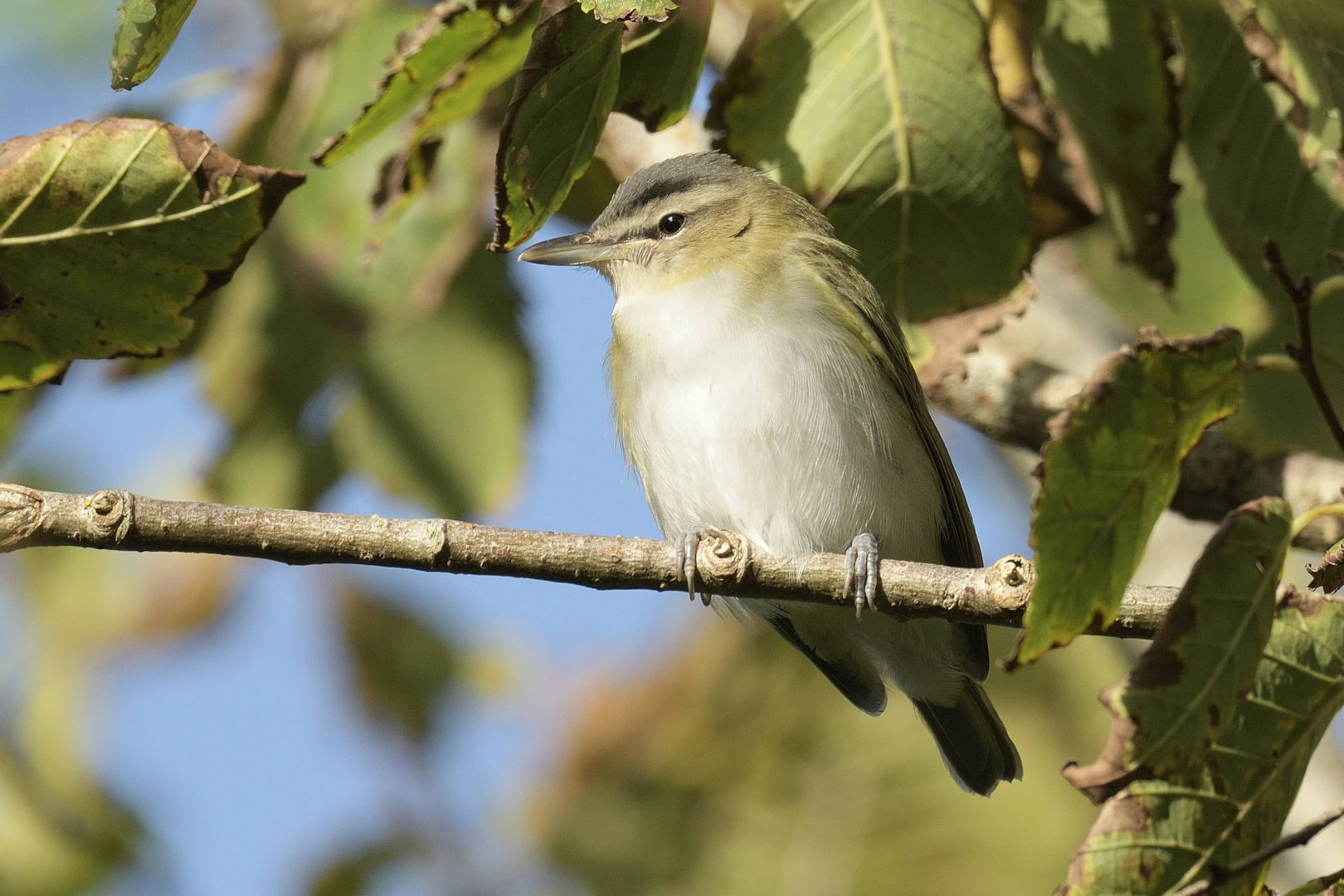 Red-eyed Vireo by Mick Colquhoun - BirdGuides
