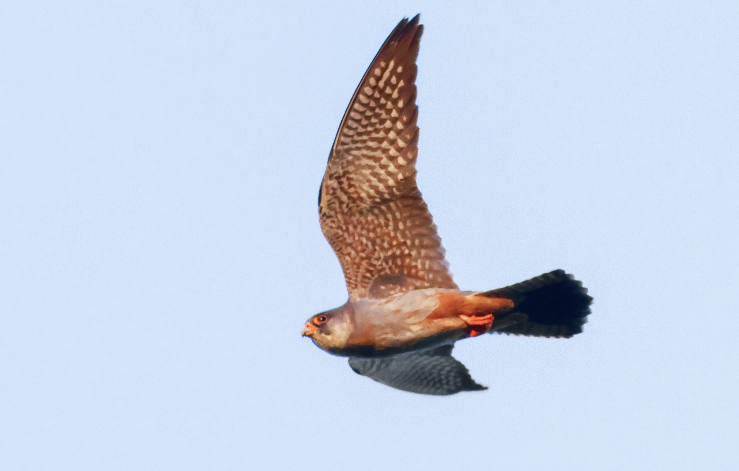 Red-footed Falcon by Jon Heath - BirdGuides