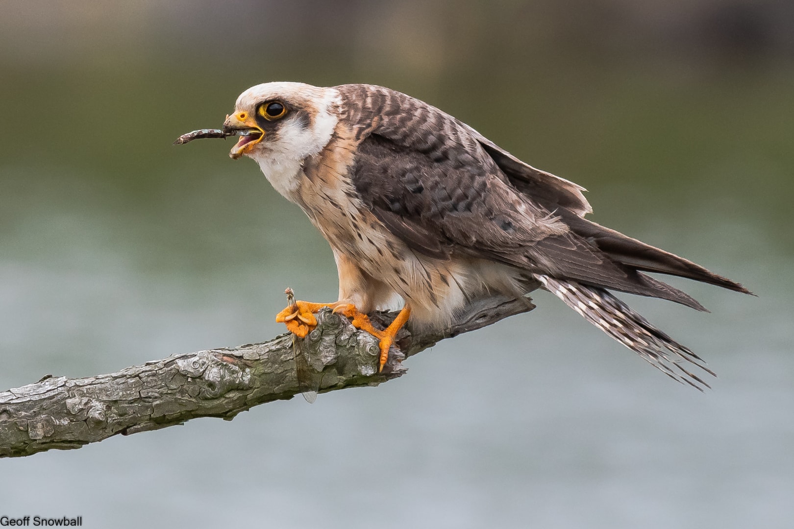 Red-footed Falcon by Geoff Snowball - BirdGuides
